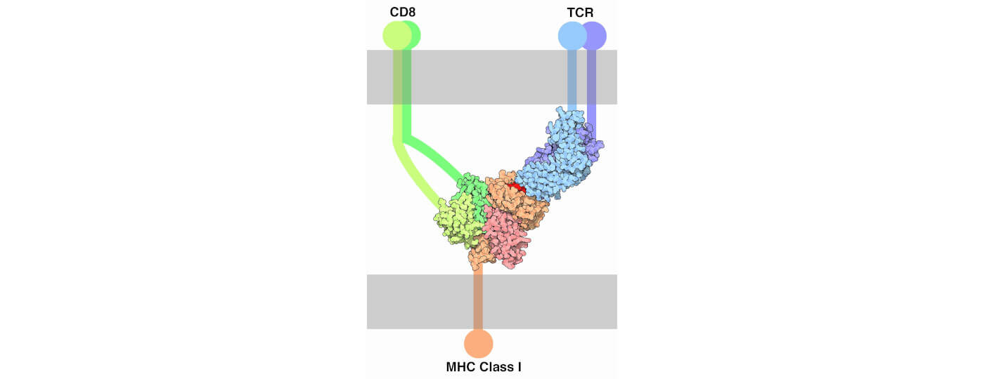 Multiple Sclerosis Associated with a Broad Repertoire of T Cell ...