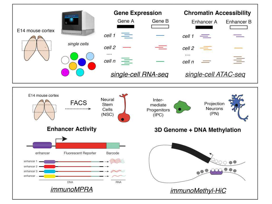 Catching the Epigenome in Action: A Global View on Gene Regulatory Logic in the Mouse Cortex ...